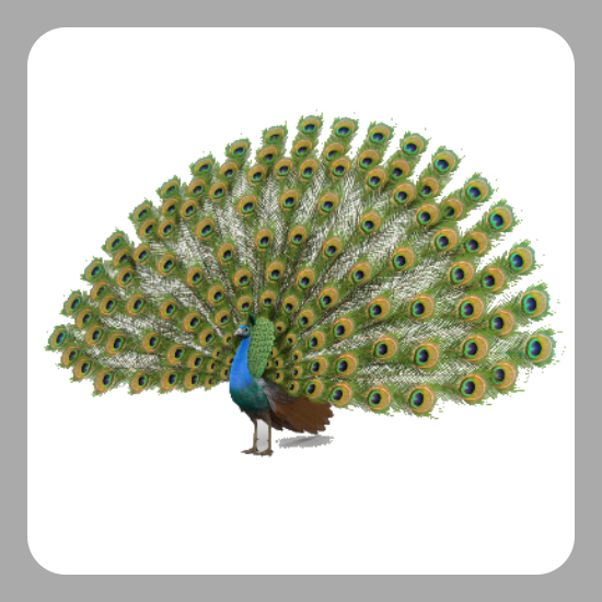 படமொழி – விளையாட்டு